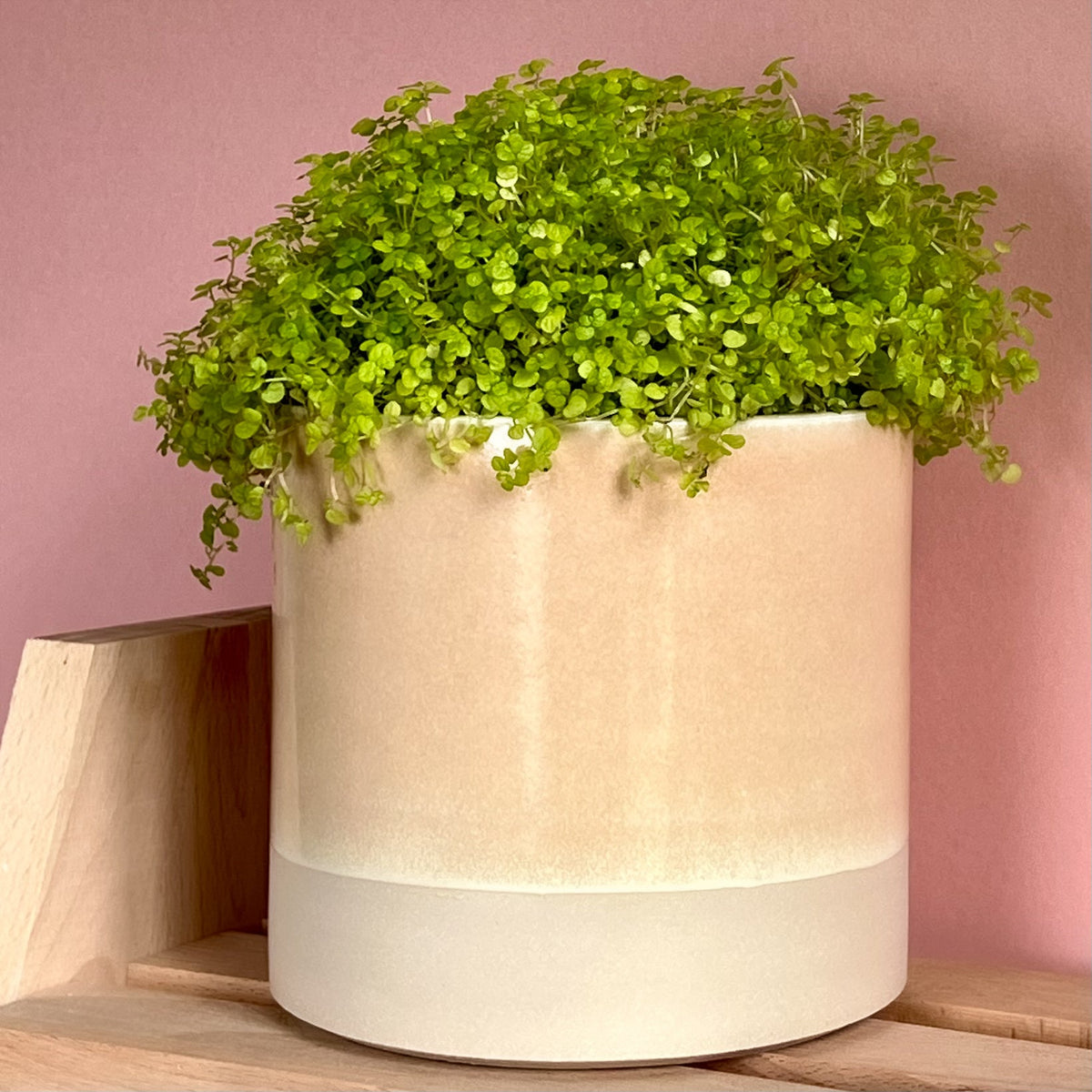 Handmade Ceramic Indoor Plant Pot in Blush Pink